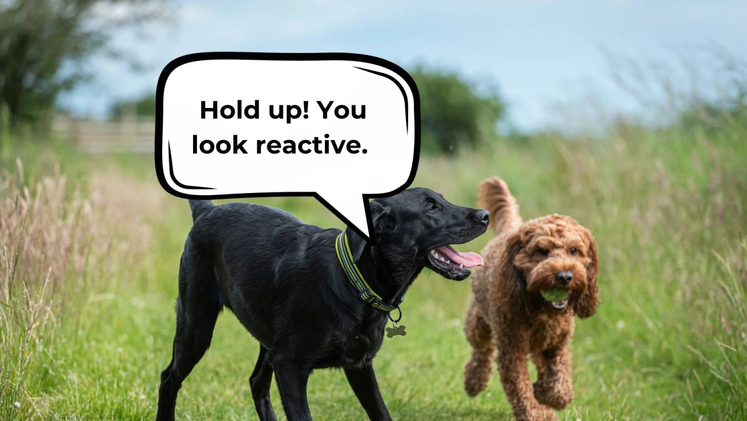 Introducing Dogs When Reactive: A Guide To Successful Introductions – E ...